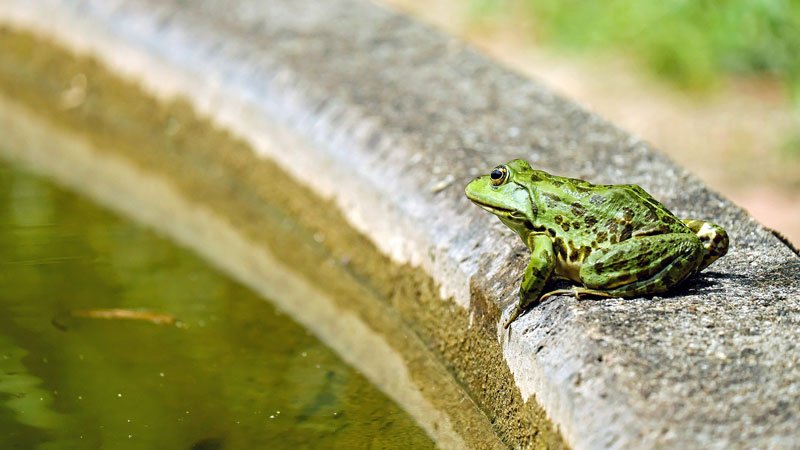How to Get Rid of Frogs from Your Backyard: Easy Walkthrough 2021 ...