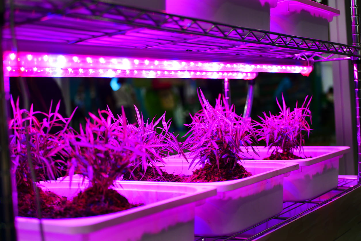 How to Use a Grow Light to Help your Plants Grow - Organize With Sandy