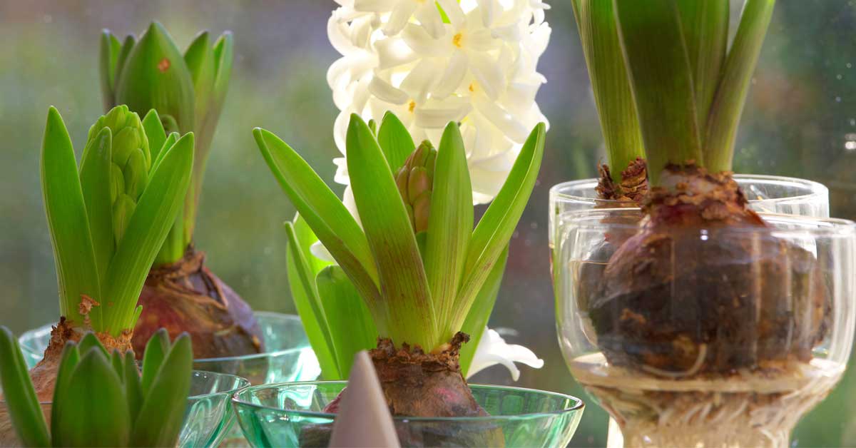 How to Grow Bulbs Indoors: Guide to Get Started - Organize With Sandy
