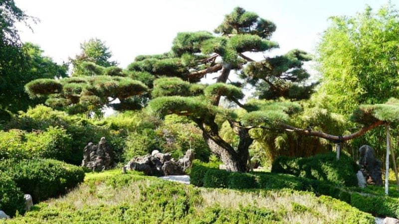 12 Stunning Giant Bonsai Trees [With Pictures!] - Organize With Sandy