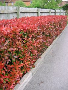 24 Best Flower Hedge Ideas: #17 is Our Favorite! - Organize With Sandy