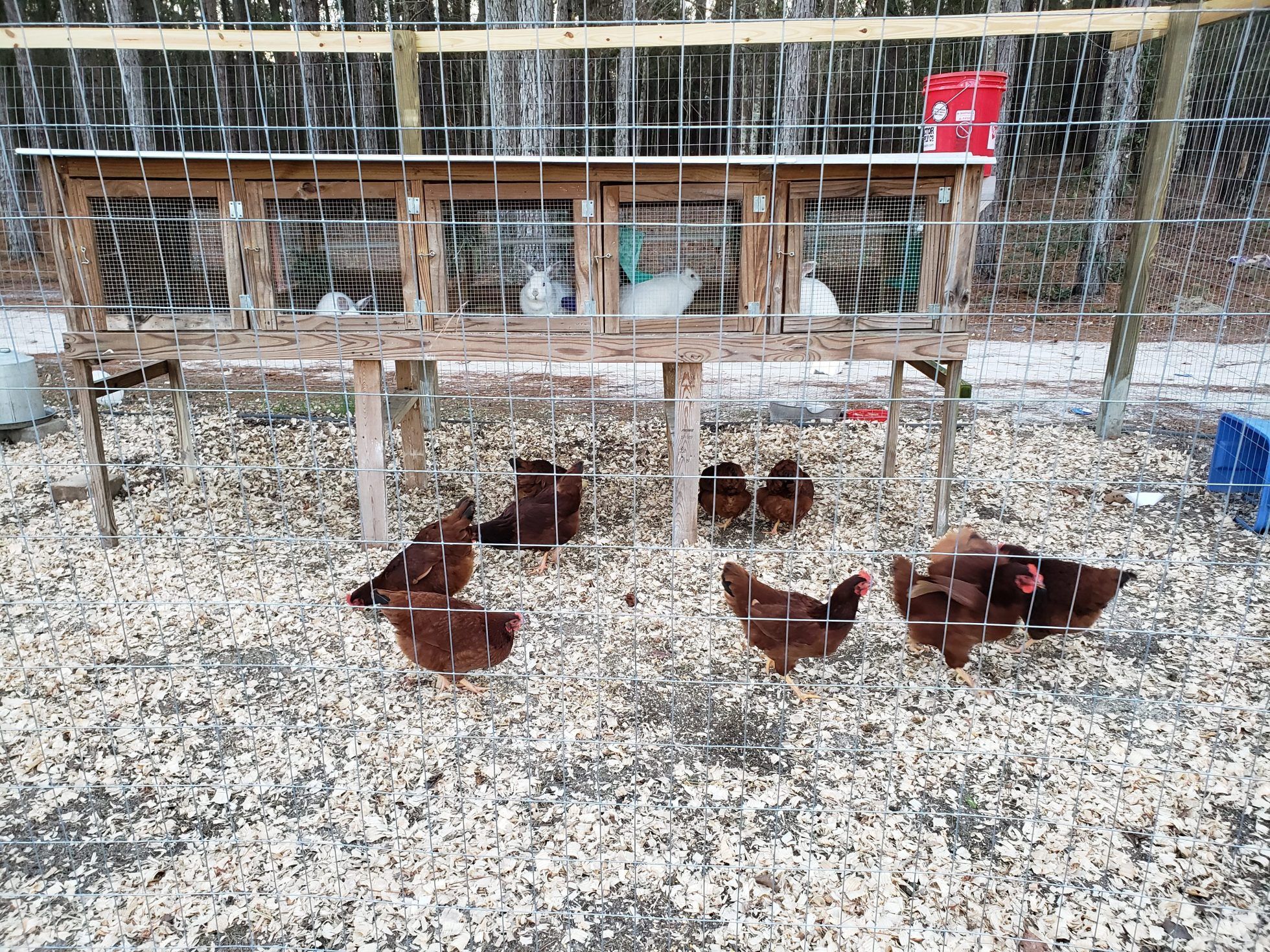 6 Best Option for a Chicken Coop Floor - Organize With Sandy