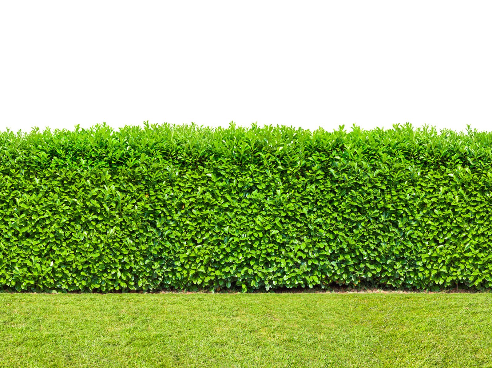 24 Best Flower Hedge Ideas: #17 is Our Favorite! - Organize With Sandy