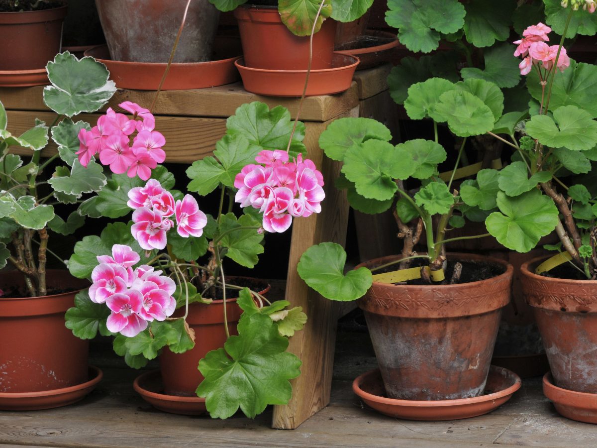 How to Store Geraniums in Winter? - Organize With Sandy