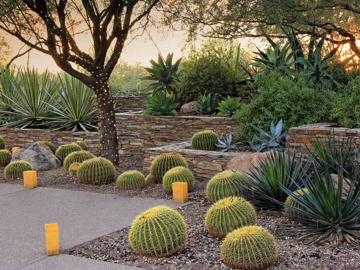 10 Hardy Trees for Desert Landscaping: Low Maintenance and Lush ...