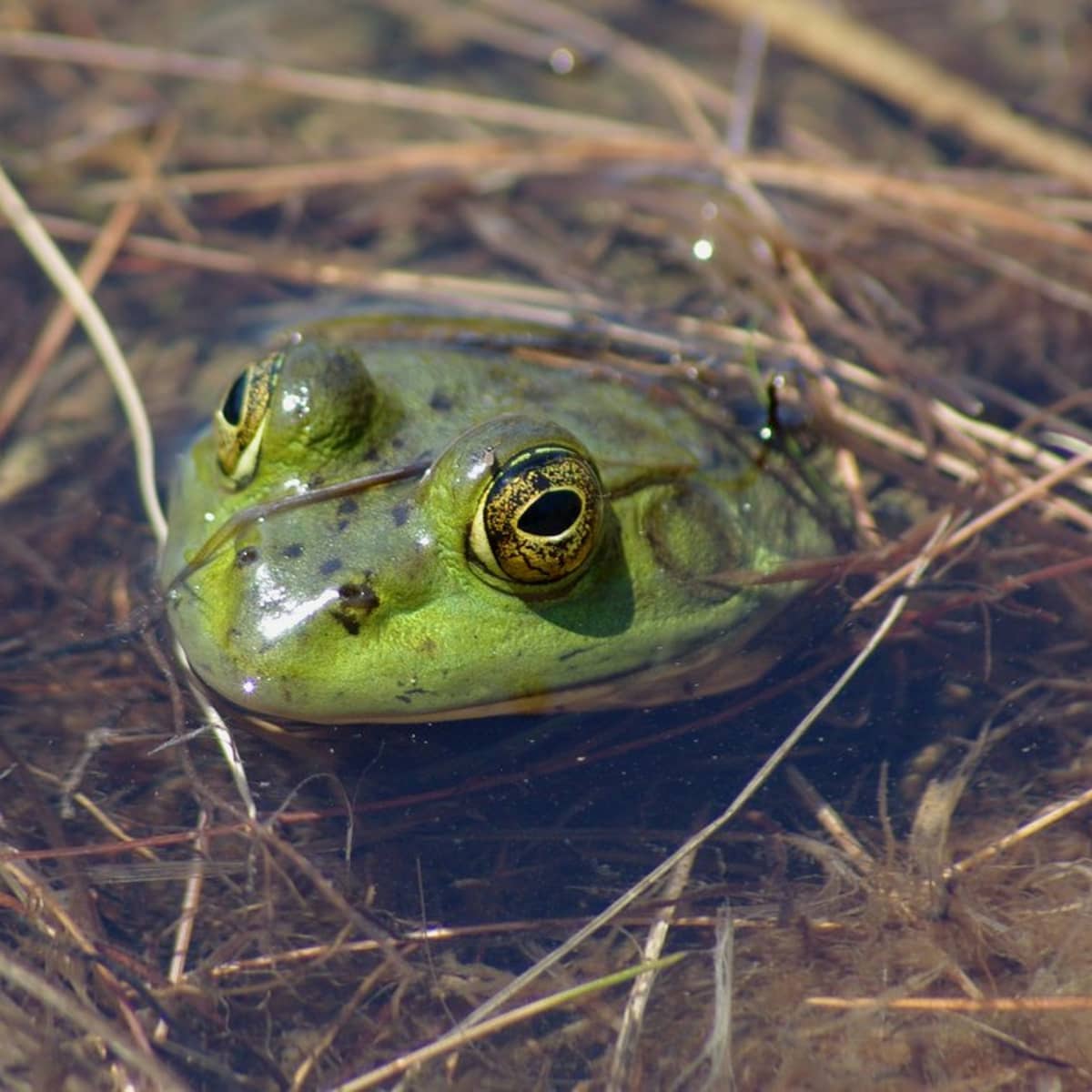 5 Ways to Get Rid of Frogs and Toads in Your Yard - Organize With Sandy