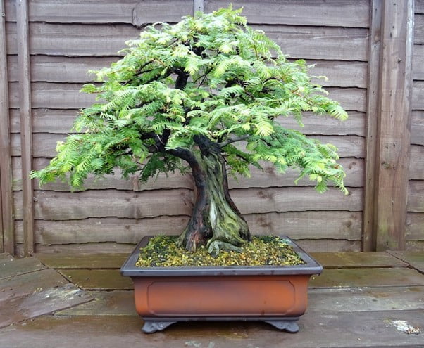 Giant Sequoia Bonsai Tree Care Guide - Organize With Sandy