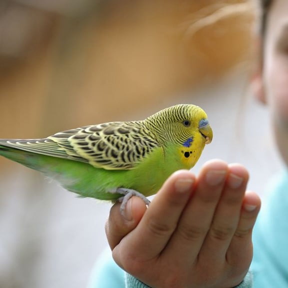 How to Catch a Pet Bird - Organize With Sandy