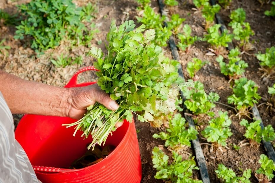 Easy Guide to Grow Cilantro from Cuttings - Organize With Sandy