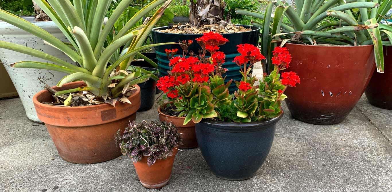 Ceramic Vs Plastic Pots: Which is the Best Pot Material for Indoor ...