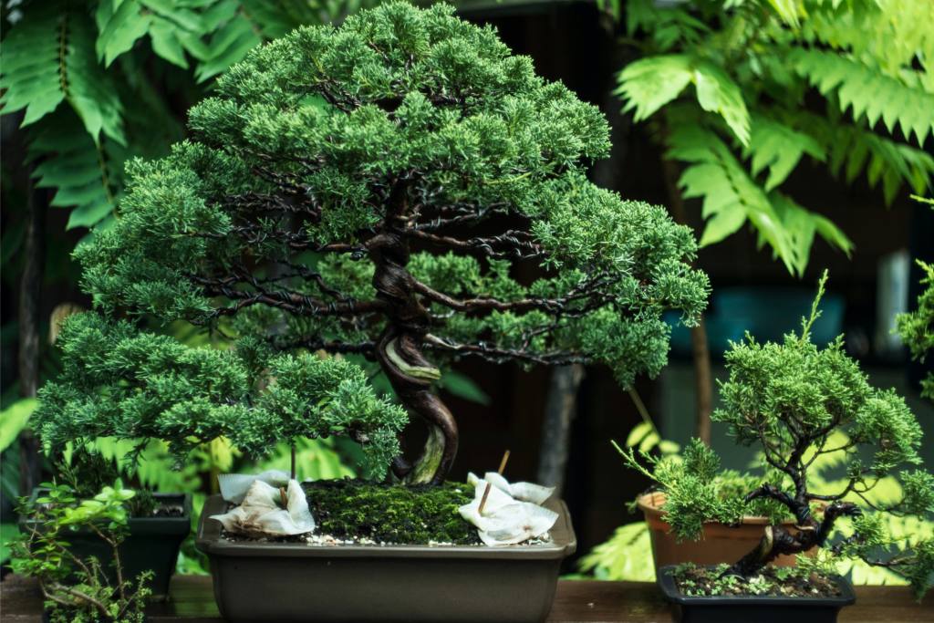 What is the Significance of a Bonsai Tree? - Organize With Sandy