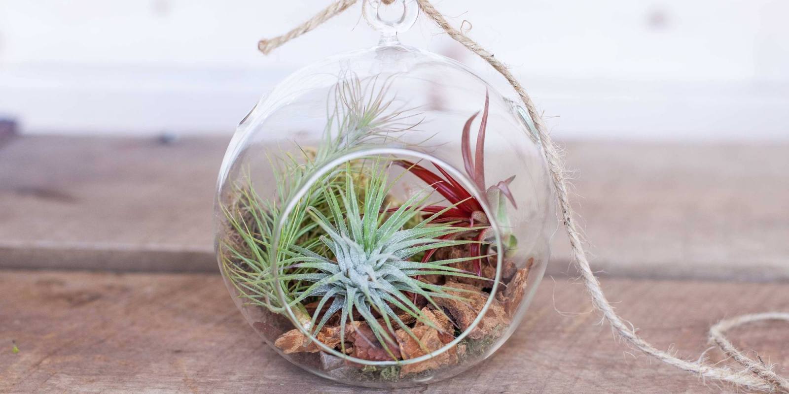 18 Beautiful Air Plant Terrarium Ideas - Organize With Sandy