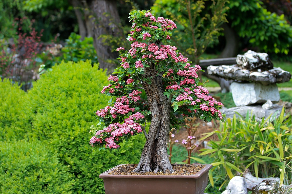 A Basic Guide to Bonsai Care for Beginners - Organize With Sandy