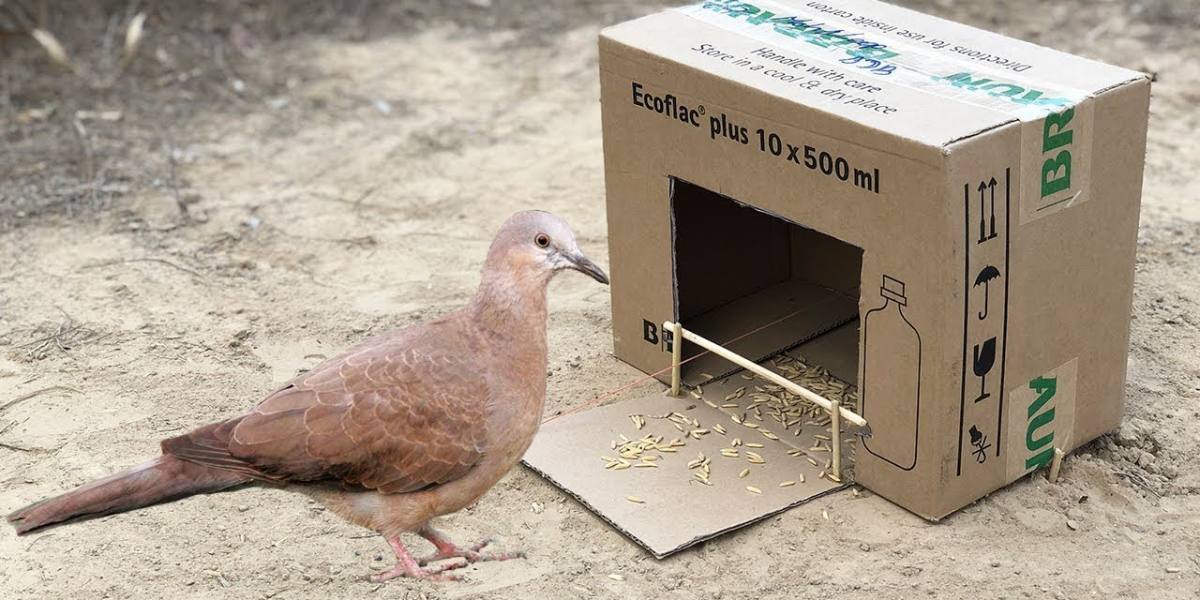 How To Catch a Bird with a Box - Organize With Sandy