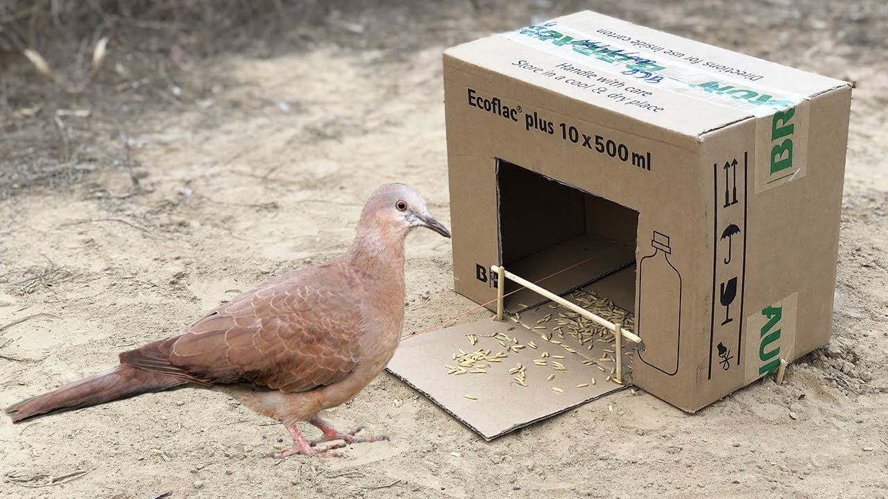 How To Catch a Bird with a Box - Organize With Sandy