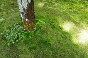 What Plants are in a Japanese Garden: Zen Gardens for Zen Minds ...