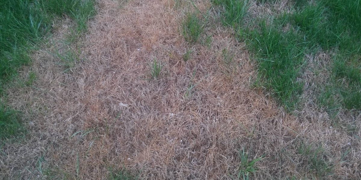 Dead Grass: Tips to Regrow, Treat or Prevent - Organize With Sandy