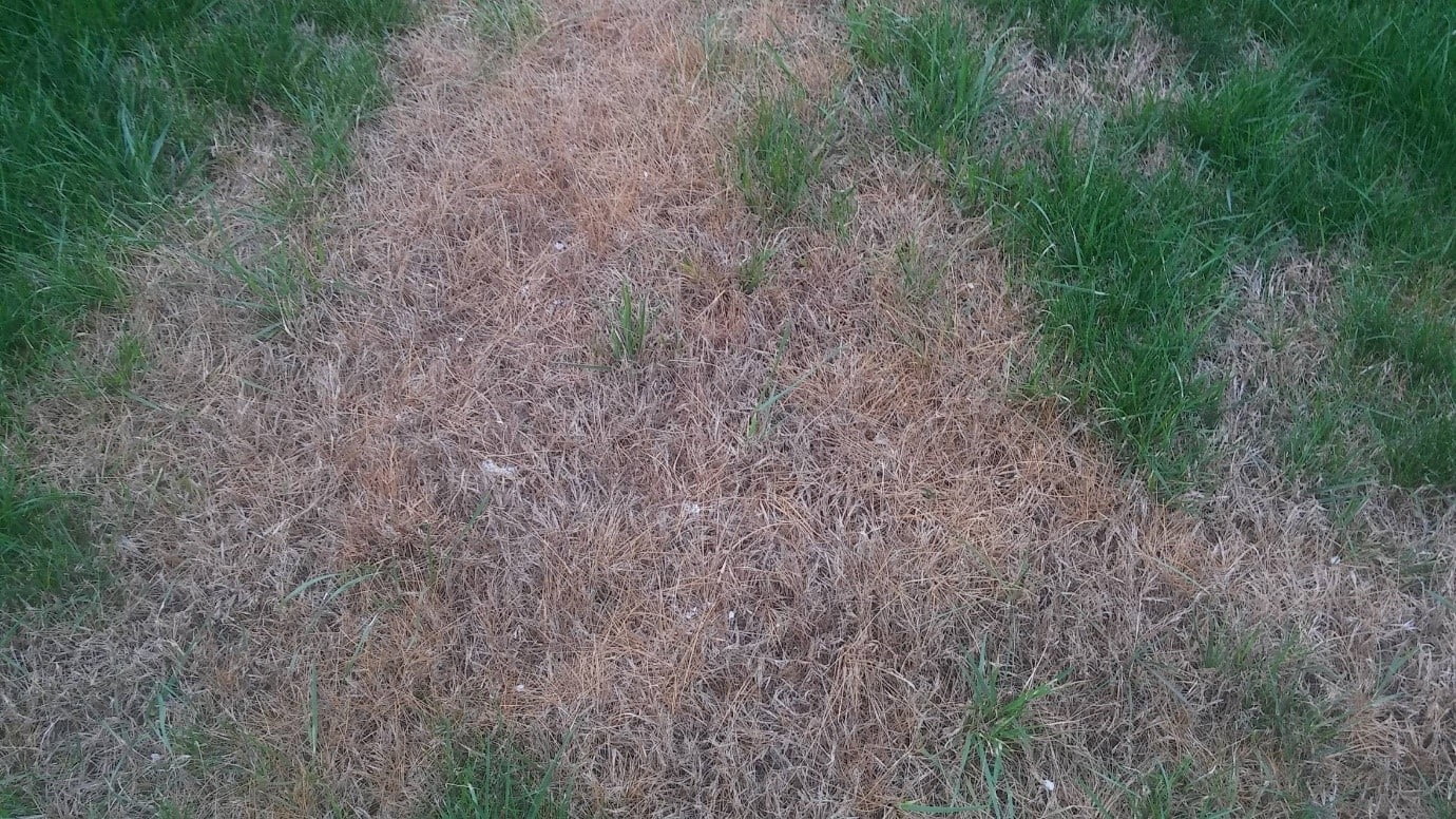 Dead Grass: Tips to Regrow, Treat or Prevent - Organize With Sandy