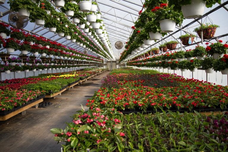 The History of Greenhouses: Why they are Called a "Greenhouse ...