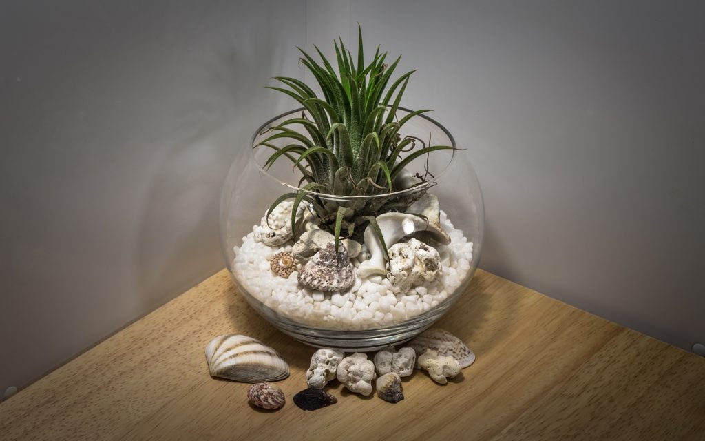 Low Light Terrarium Plant Collection: 11 Easy Care Plants - Organize ...