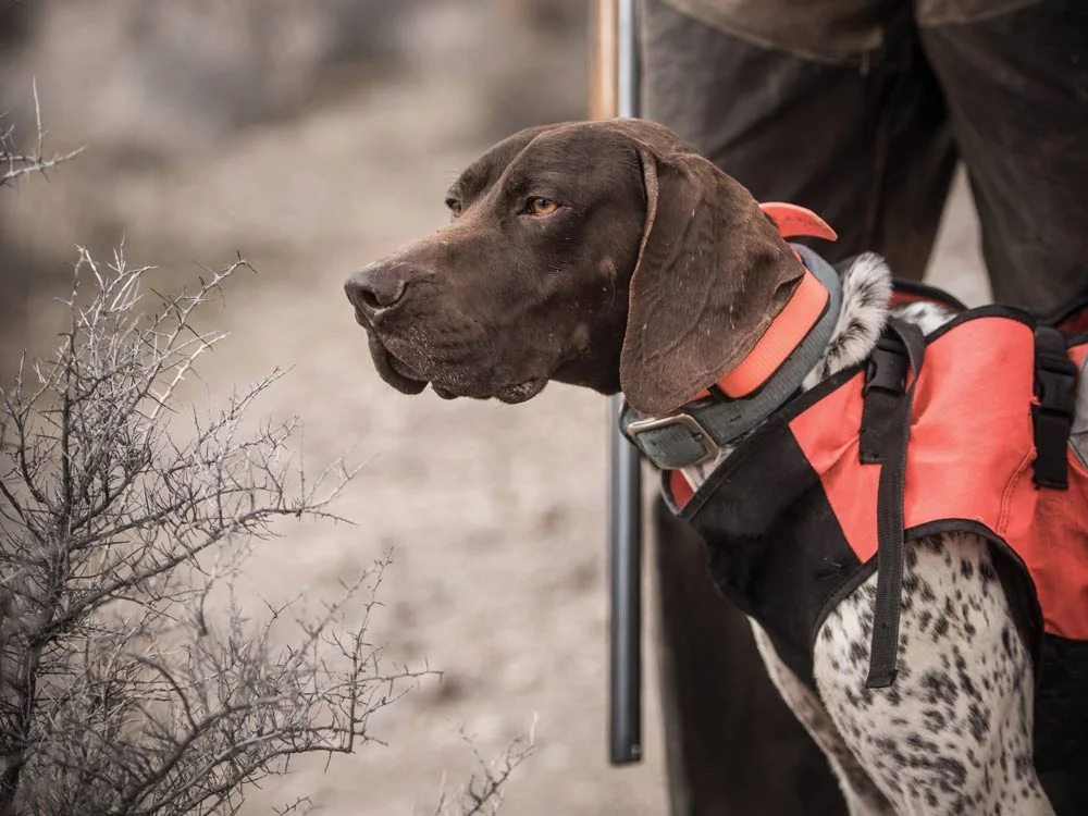 5 Best Dog Breeds for Hunting - Organize With Sandy