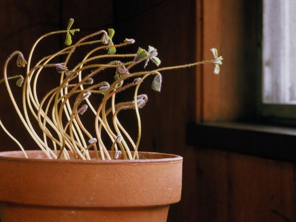 Why Do Plants Grow Towards Light? - Organize With Sandy