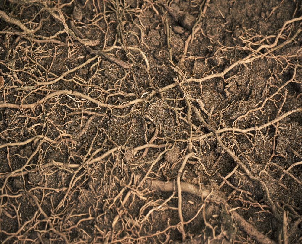 8 Ways to Prevent Invasive Roots in Raised Garden Beds - Organize With ...