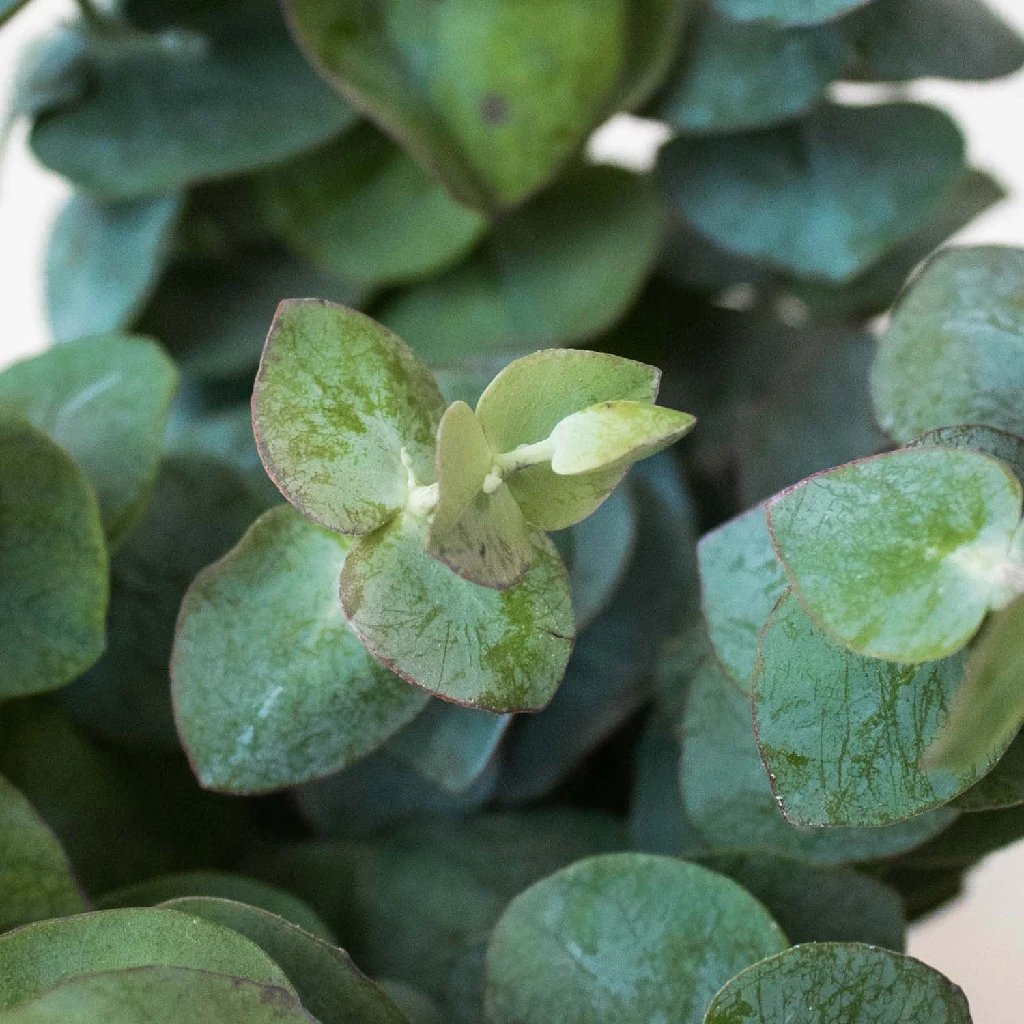 Eucalyptus: The Perfect Greenery for Your DIY Flower Arrangements and ...