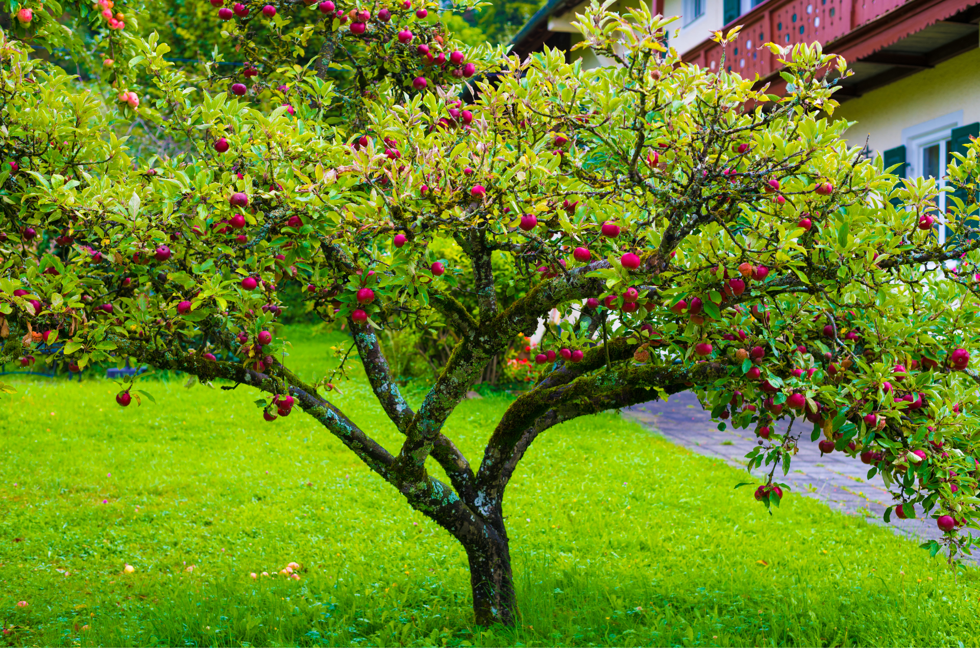 5 Beautiful Fruit Trees You Can Grow in Your Backyard