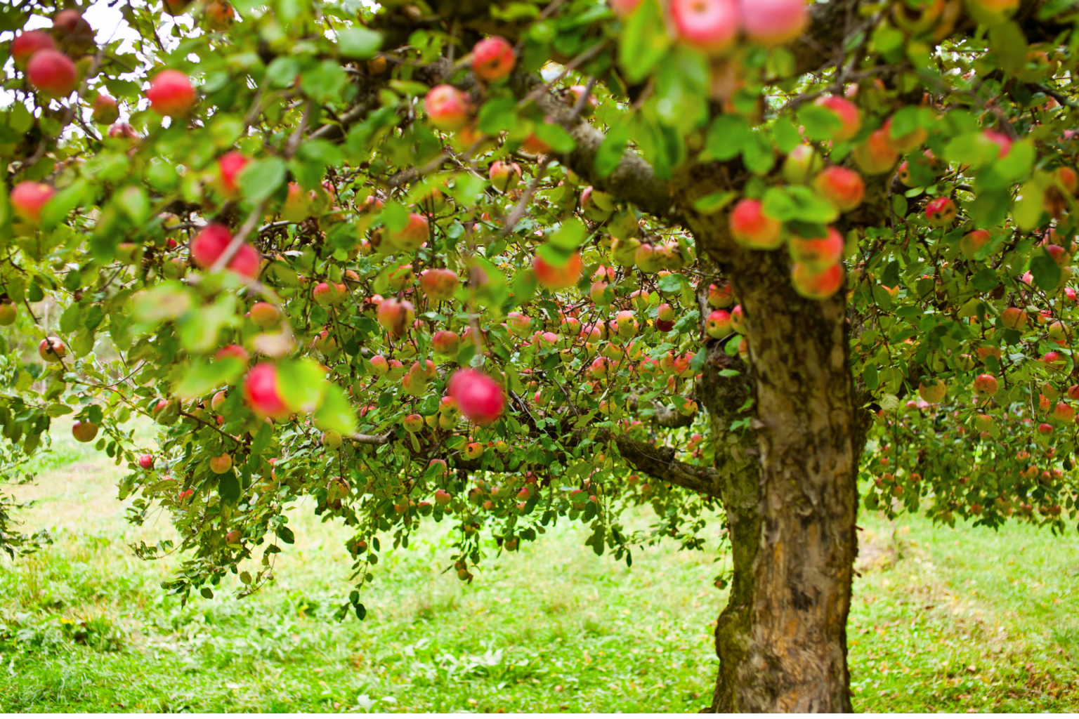 5 Beautiful Fruit Trees You Can Grow in Your Backyard
