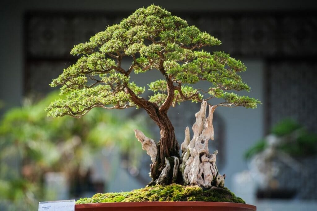 What Do Bonsai Trees Represent? - Organize With Sandy