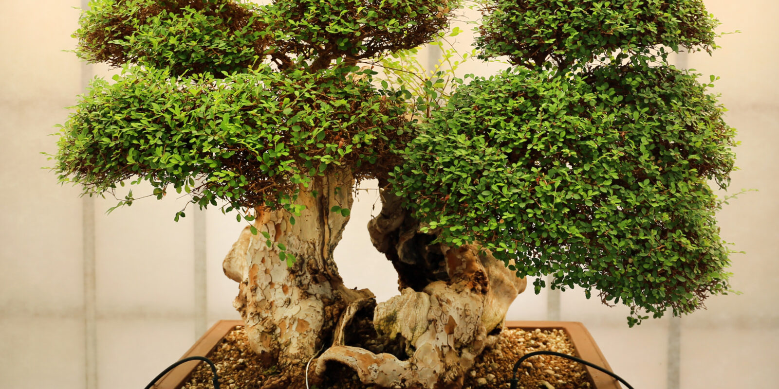 What Does a Bonsai Tree Symbolize? - Organize With Sandy