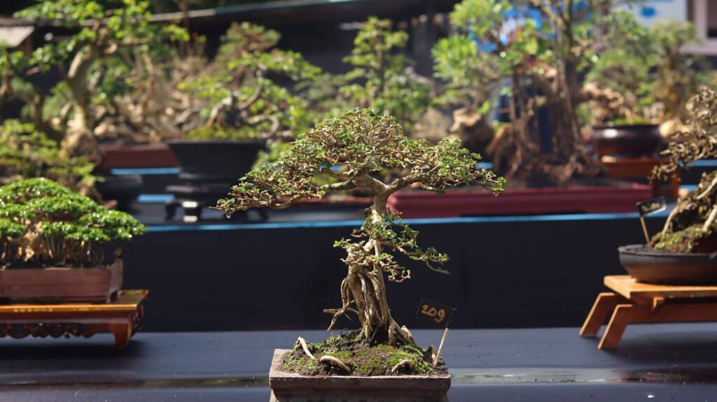 why are bonsai trees so expensive - Organize With Sandy