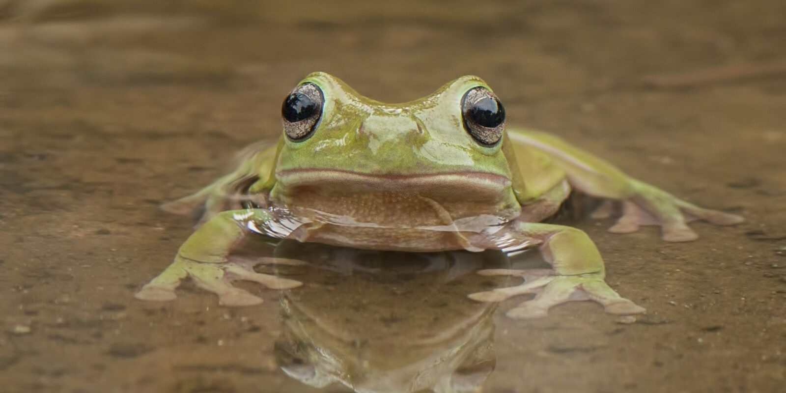 Do Tree Frogs Need Water to Swim In? - Organize With Sandy