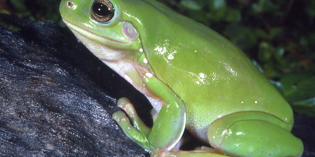How Big Do Dumpy Tree Frogs Get - Organize With Sandy
