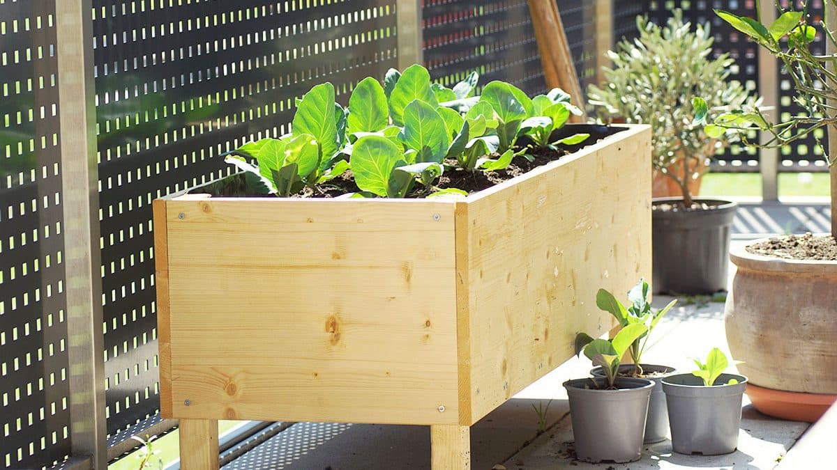 How Wide Should a Planter Box Be - Organize With Sandy