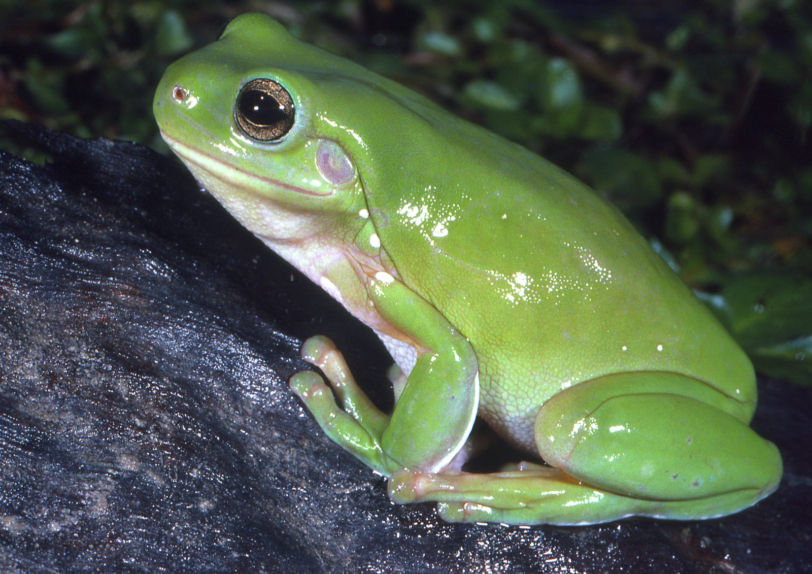 Do Tree Frogs Need Water to Swim In? - Organize With Sandy