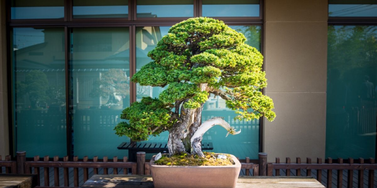 How Much Light Does a Bonsai Tree Need - Organize With Sandy