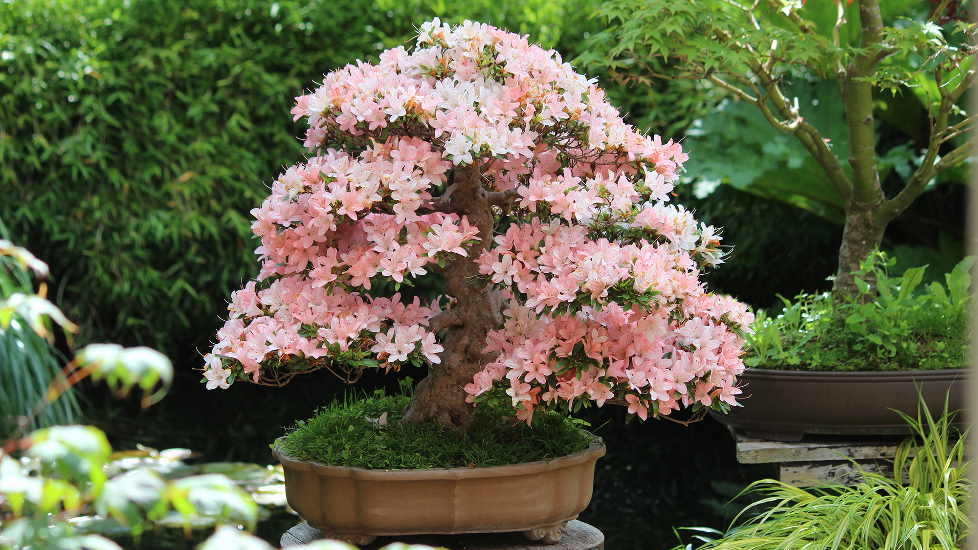 When Do Bonsai Trees Turn Pink - Organize With Sandy