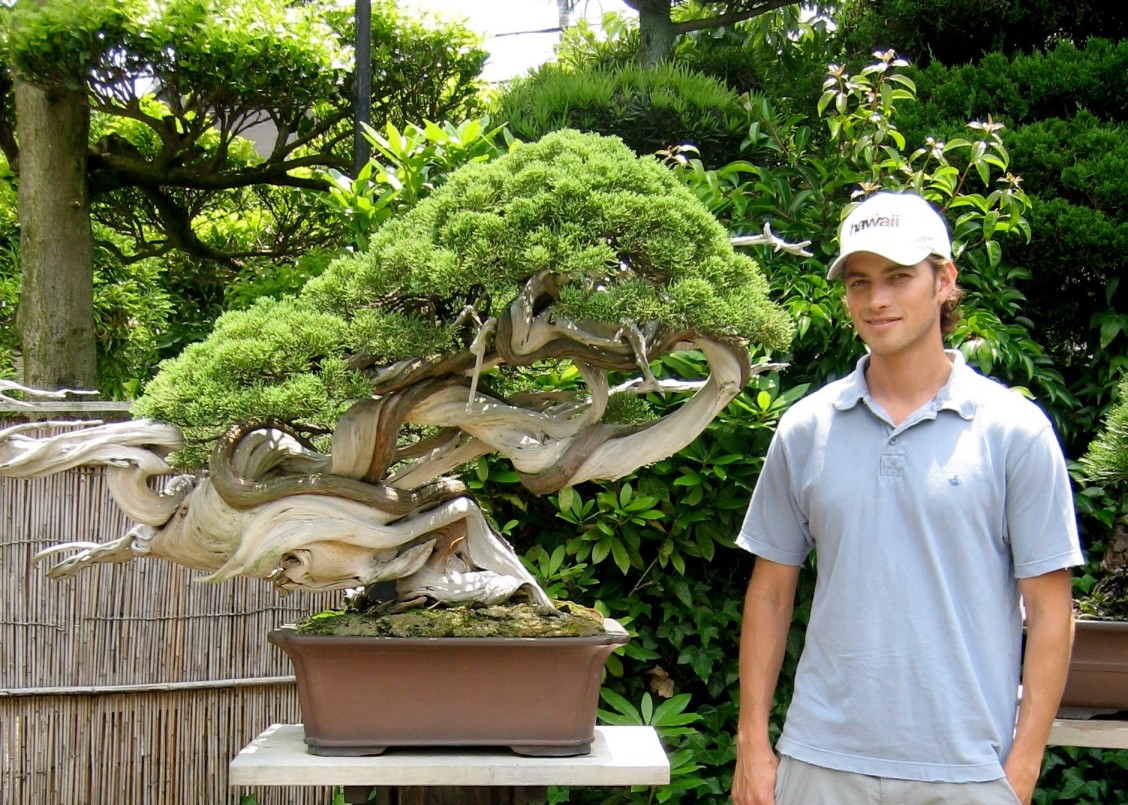 Where to Buy a Bonsai Tree - Organize With Sandy