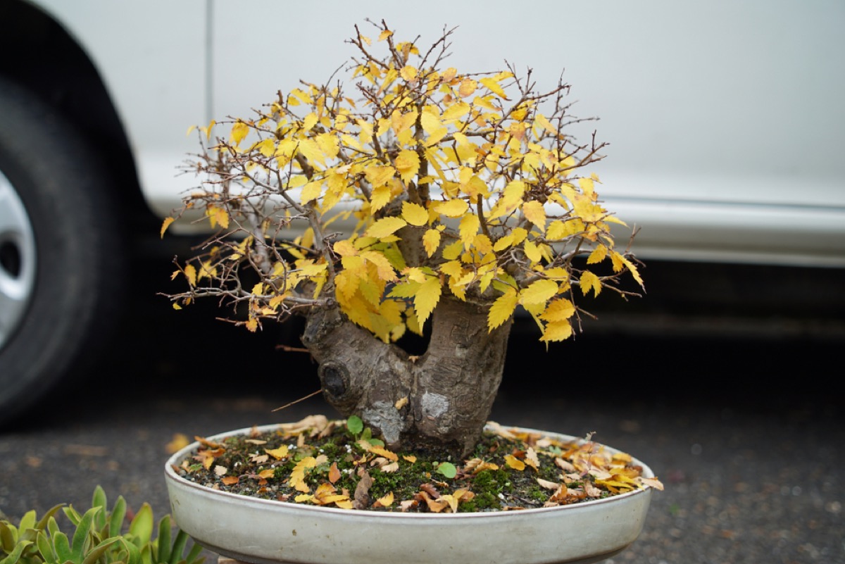 Why is My Bonsai Plant Turning Yellow - Organize With Sandy