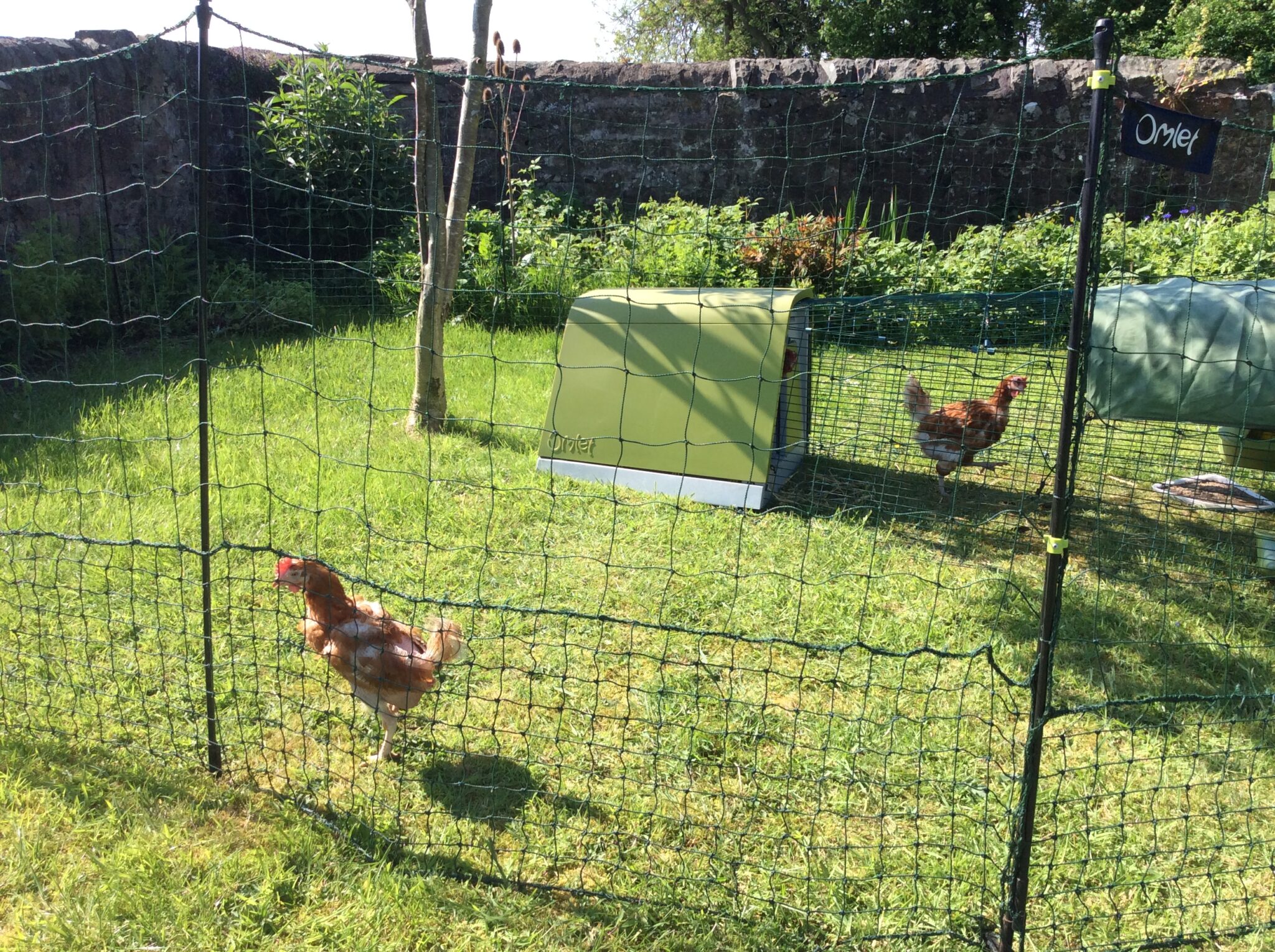 Will Chickens Fly Over a 4 Foot Fence? - Organize With Sandy