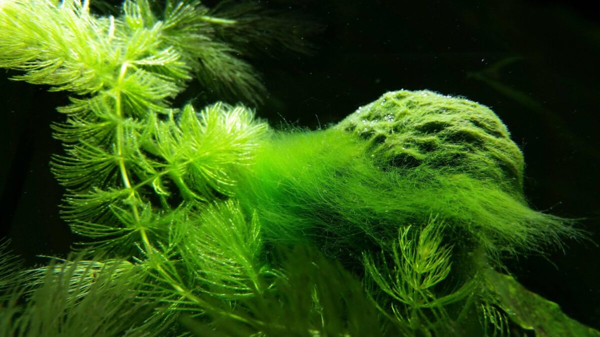 What is the Fastest Growing Small Plant? - Organize With Sandy