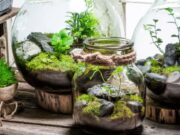 What Do I Do if My Terrarium Has Mold? - Organize With Sandy