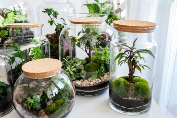 Why Do Terrariums Fail? - Organize With Sandy